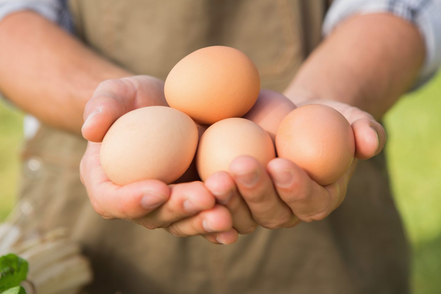 Wholesale Organic Food Distributor in Vermont | Black River Produce